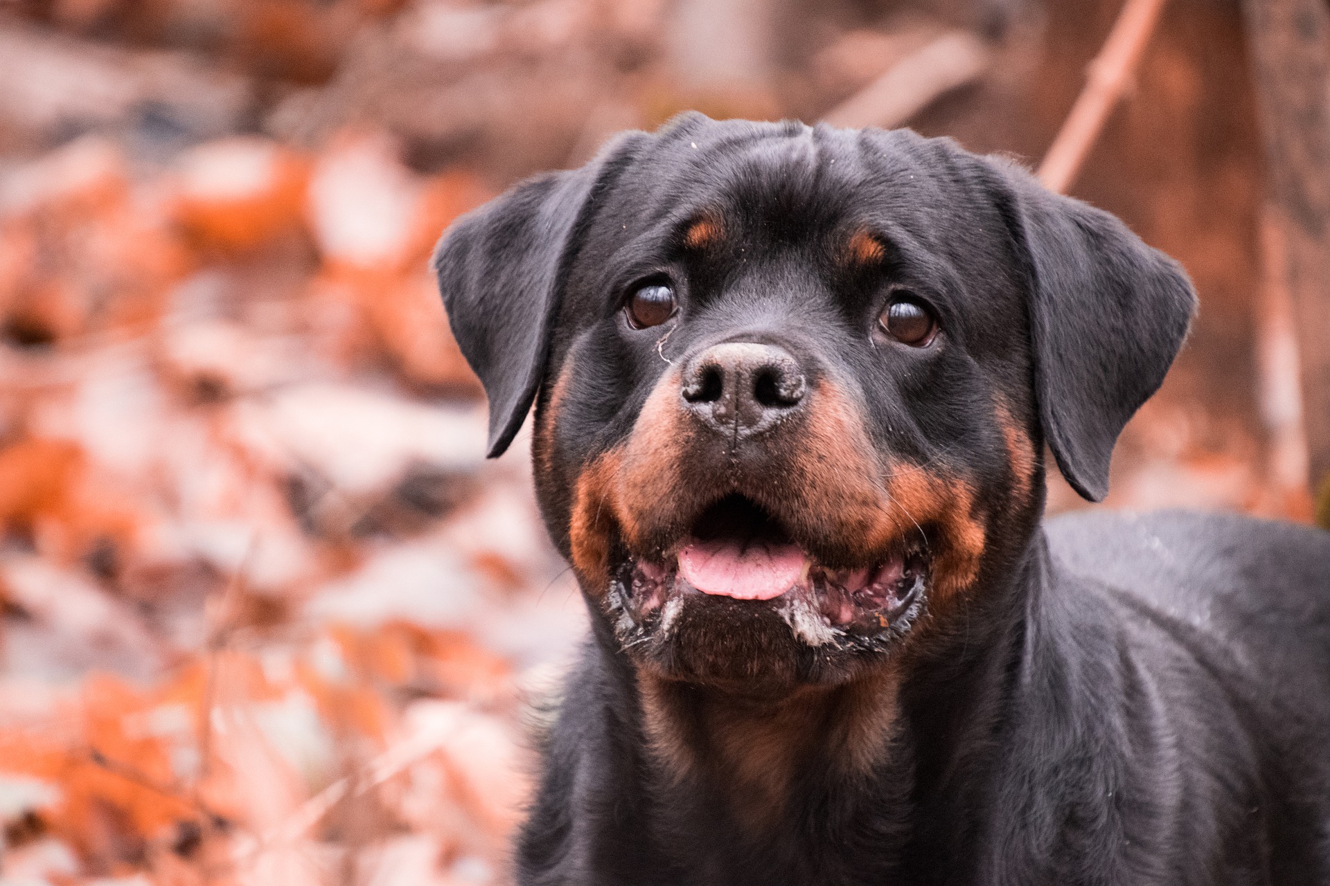 Complete Veterinary Forms Online - West Russell Animal Hospital